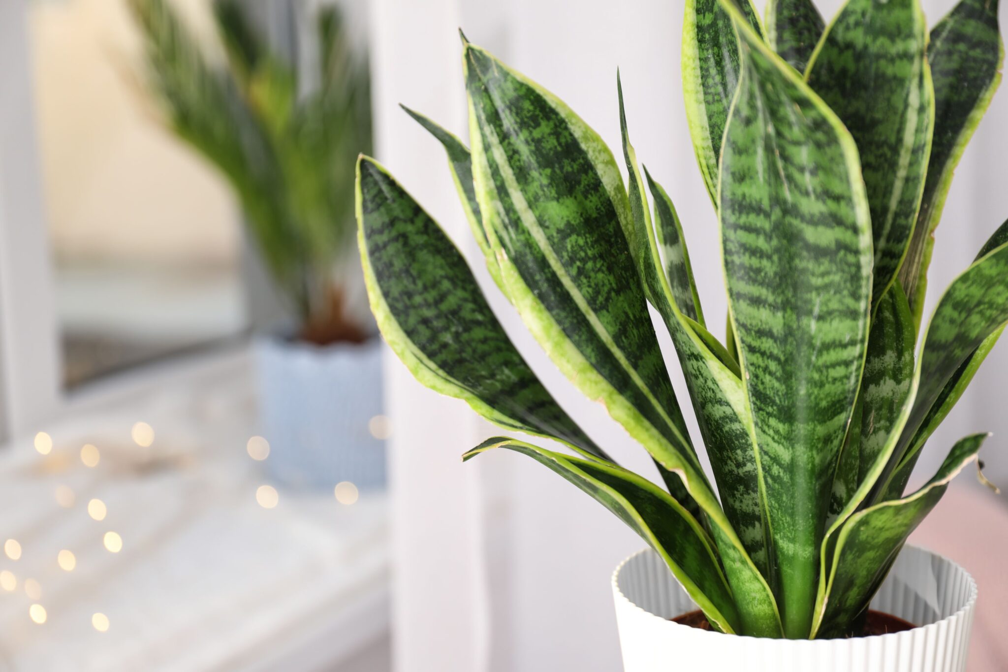 Plante Care Nu Au Nevoie De Lumină 11 Soiuri Pentru O Casă întunecată