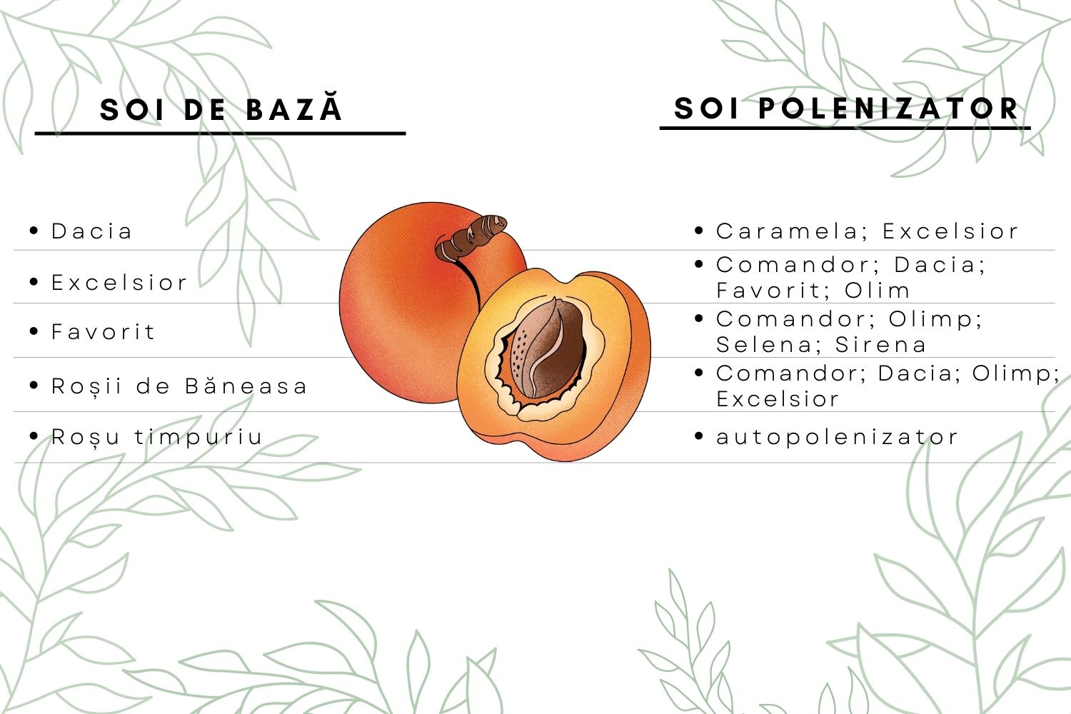 Ghid complet livada cu meri și livada mixtă de pomi fructiferi