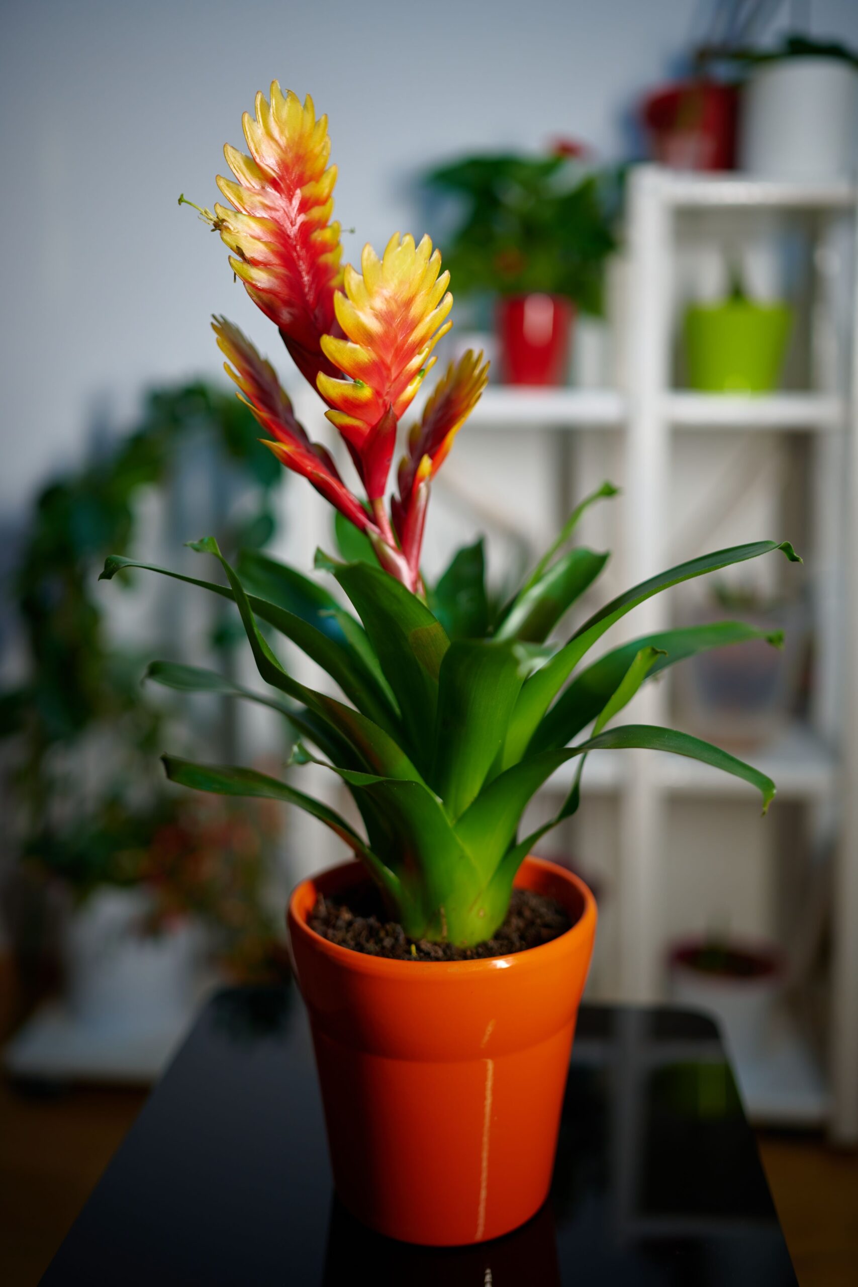 Bromelia: îngrijire, lumină, apă și înmulțire