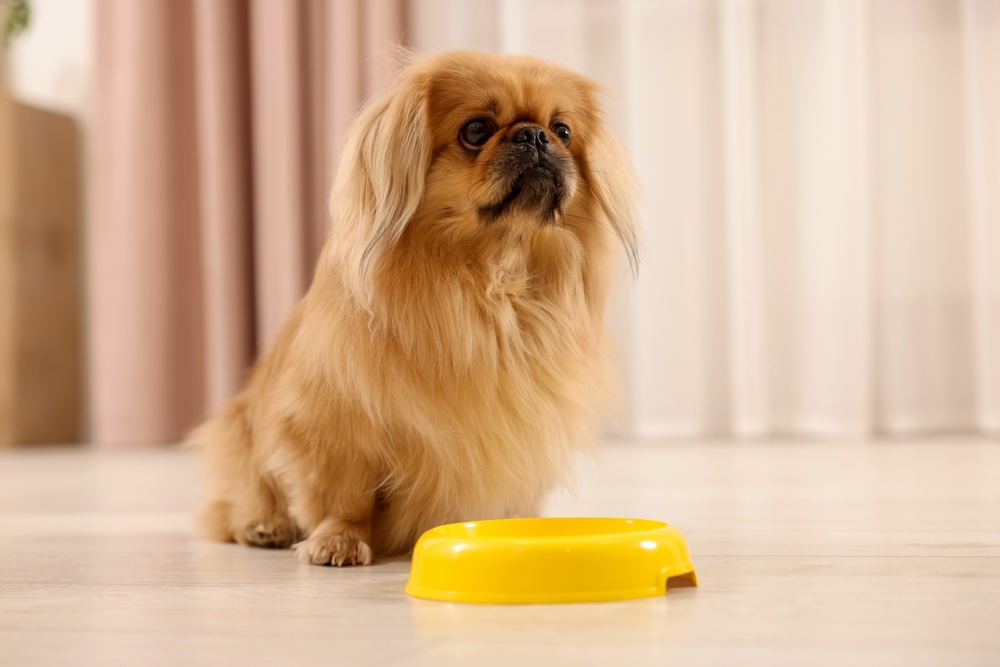 Cele mai mici rase de câini perfecte dacă stai în apartament