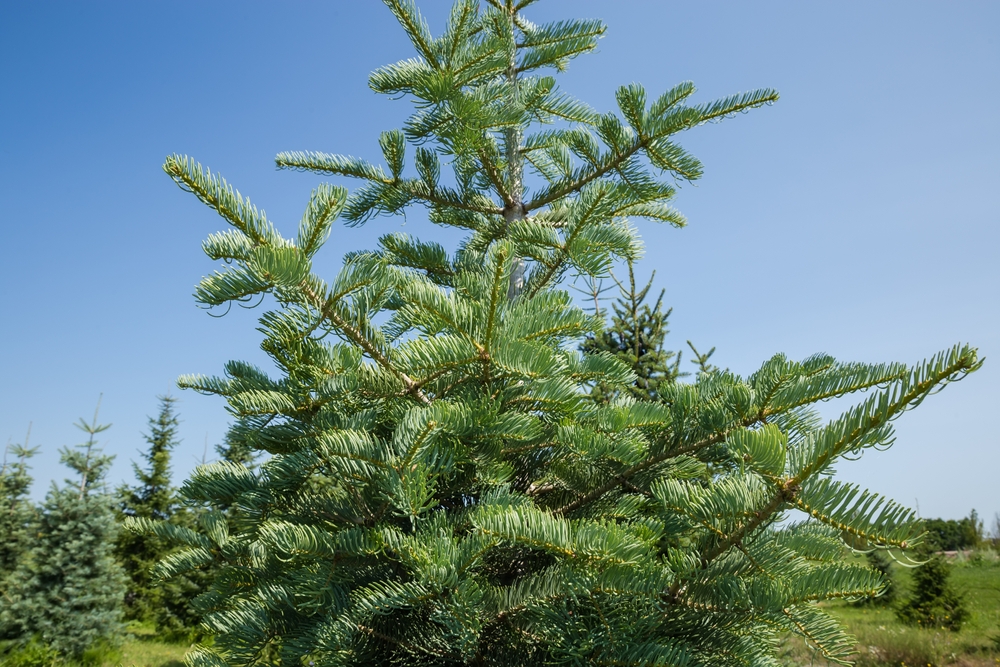 15 arbori ornamentali veșnic verzi pe care să-i plantezi în grădină