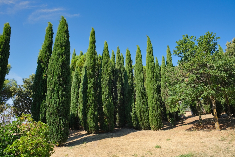 15 arbori ornamentali veșnic verzi pe care să-i plantezi în grădină