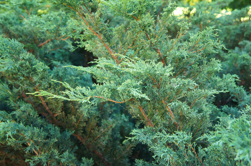 15 arbori ornamentali veșnic verzi pe care să-i plantezi în grădină