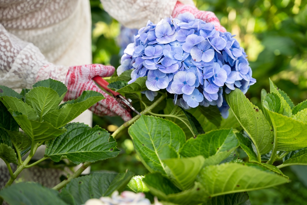Cum să îngrijești hortensia, fie că e în ghiveci sau în grădină ...