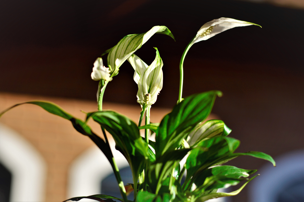 Crinul păcii: în ce colțuri ale casei înflorește cel mai bogat și ...